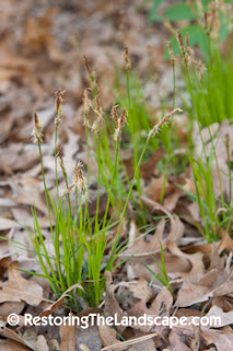Restoring The Landscape With Native Plants: Native Plant of the Week ...