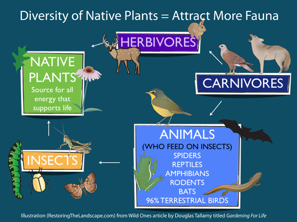 Restoring The Landscape With Native Plants: Biodiversity in the ...