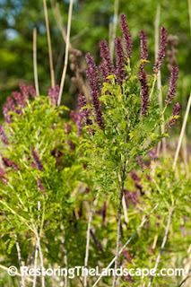 Restoring The Landscape With Native Plants: Silver Spotted Skipper ...