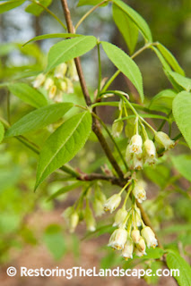Restoring The Landscape With Native Plants: Our Native Landscape Story ...