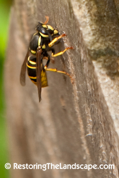 Restoring The Landscape With Native Plants: The Importance of Wasps in ...