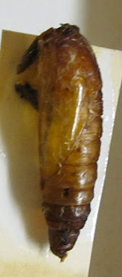 Xyloryctine Moths of Australia: Maroga melanostigma