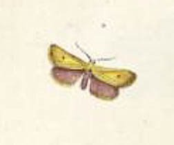 Xyloryctine Moths of Australia: Maroga melanostigma