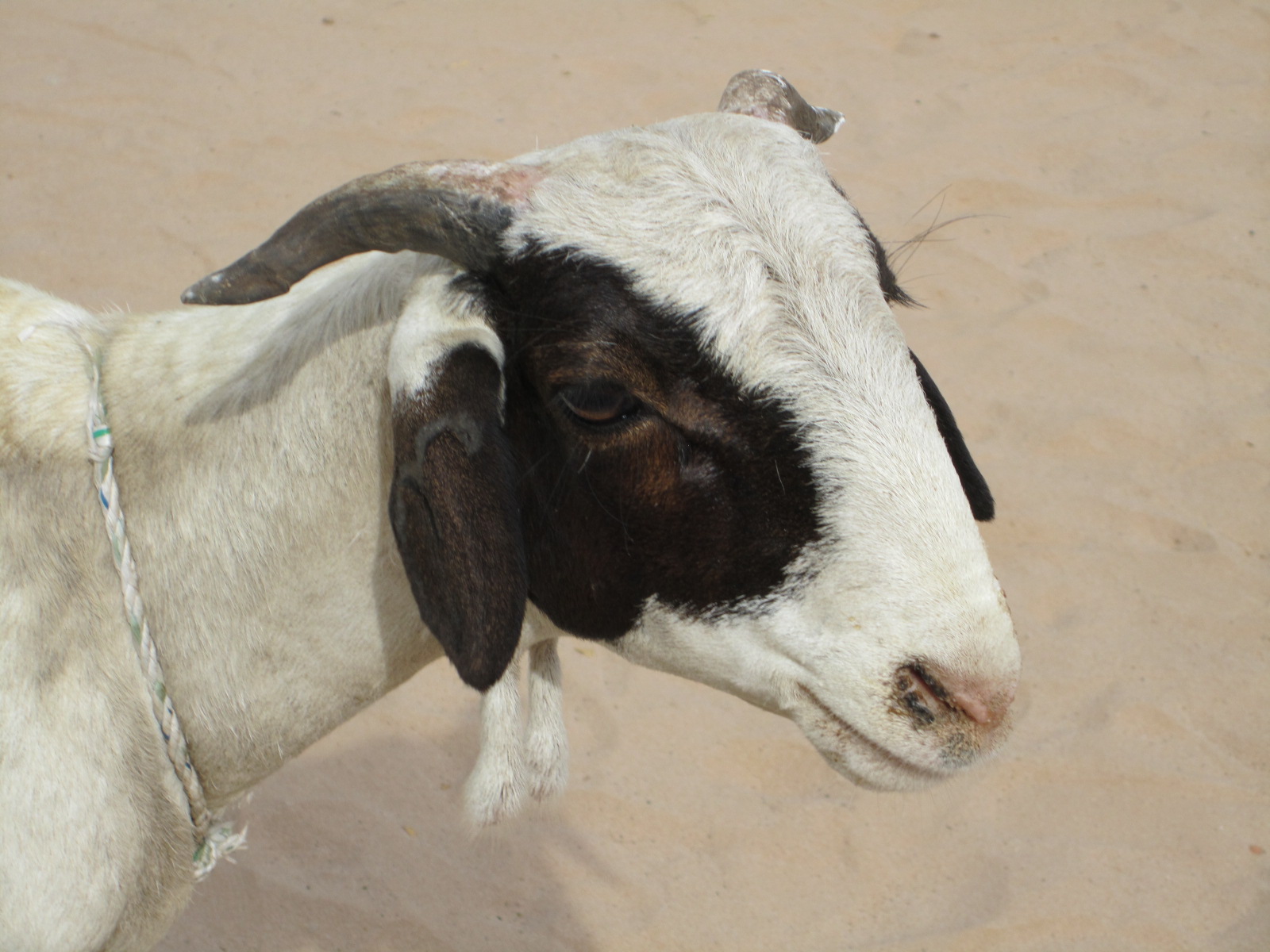 April in Senegal: Tabaski and Thanksgiving 2010