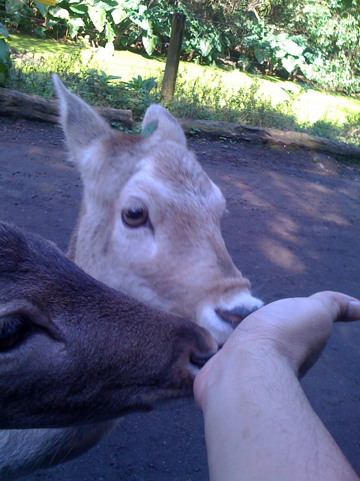 Oi Mundo !!!!!!!!!!!: Simba Safari em São Paulo. É o meu passeio preferido
