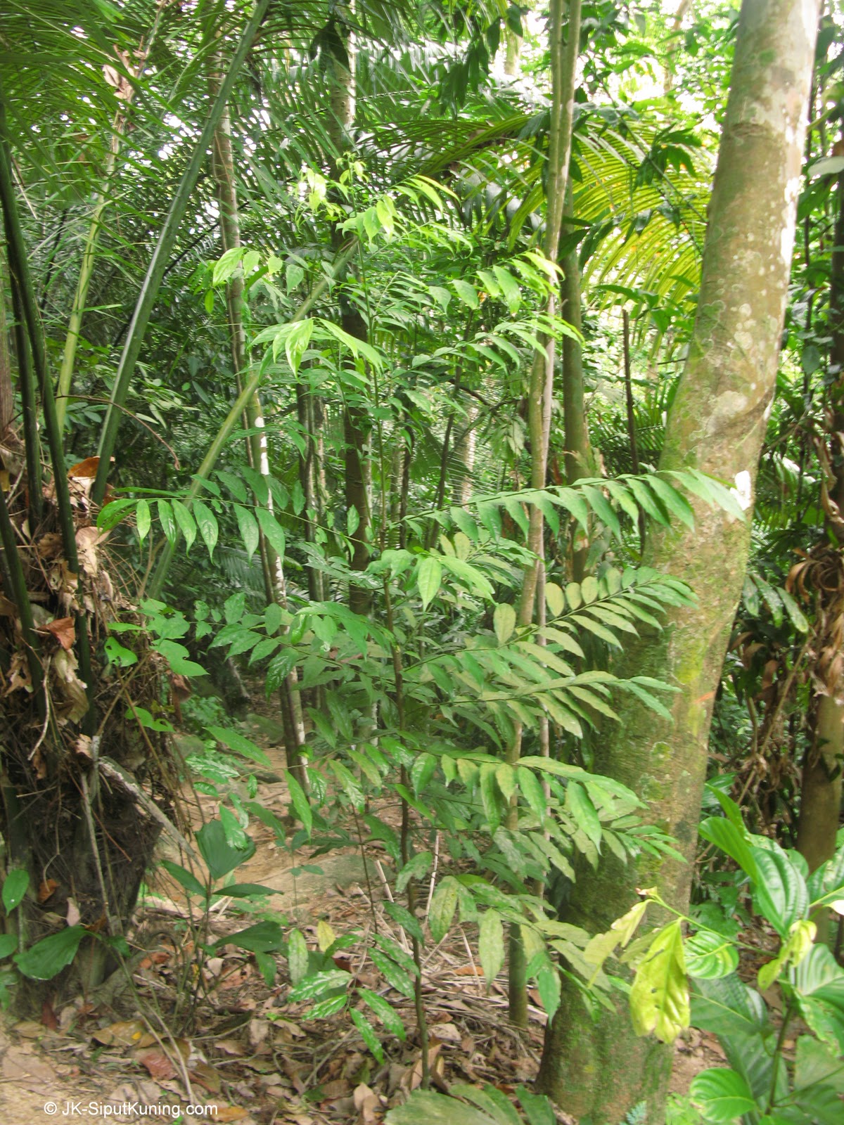 Eurycoma; eurycoma longifolia; long jack; tongkat ali