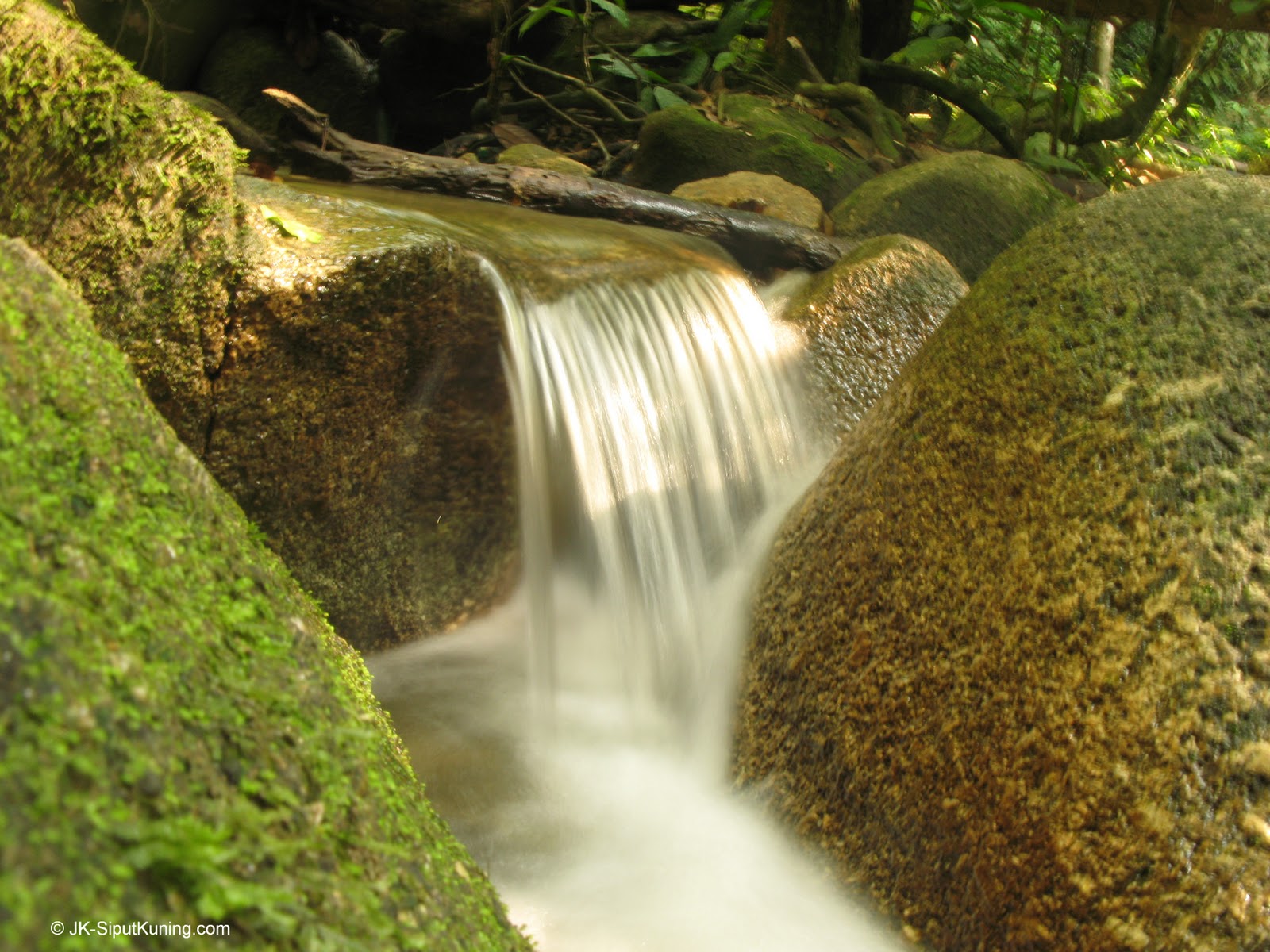 SiputKuning Journal: FRIM: More Than Just A Tree Plantation