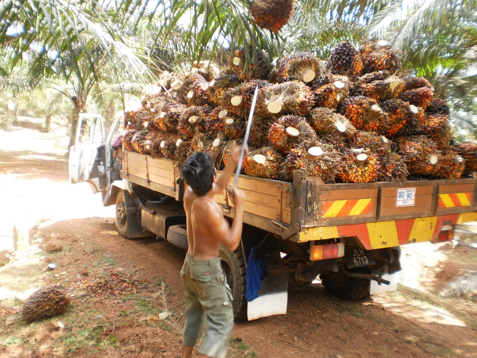 ZULLAILI BIN ABAS: MENUAI SAWIT
