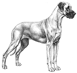 Bodenmaffian's Golden Heart: Ras fakta