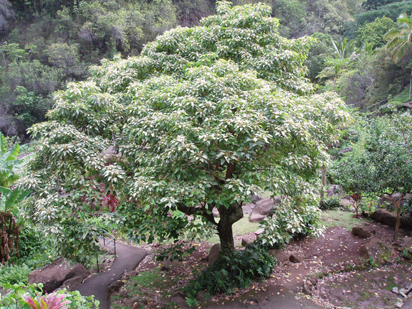 A Wanna Be Master Gardener: Wordless Wednesday - The Kukui - Our state Tree
