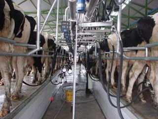 agro y tecnologia: ordeño automatico