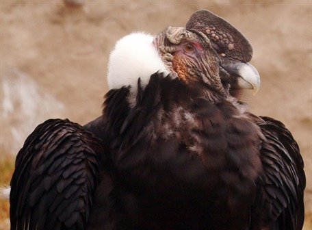fauna de la región sierra