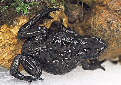 Huagra Ñaupa: En la reserva de Mazán se investiga a los anfibios