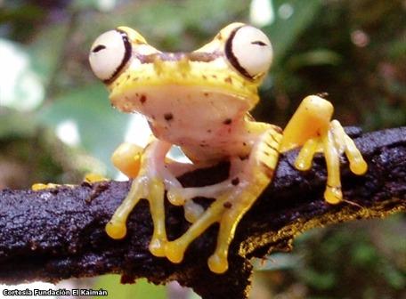 Huagra Ñaupa: Mache Chindul, una exuberante reserva tropical amenazada