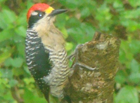 Huagra Ñaupa: Mache Chindul, una exuberante reserva tropical amenazada