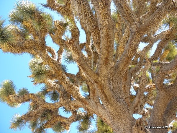 kinexxions: O Joshua Tree! O Joshua Tree!