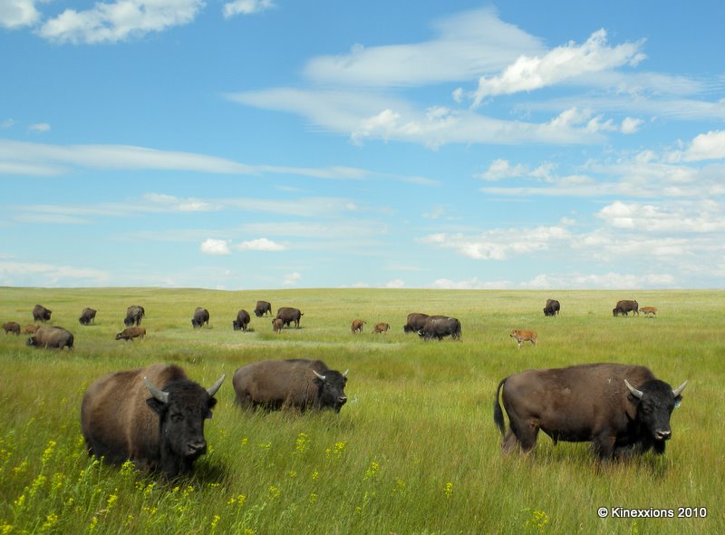 kinexxions: Where the Buffalo Roam...