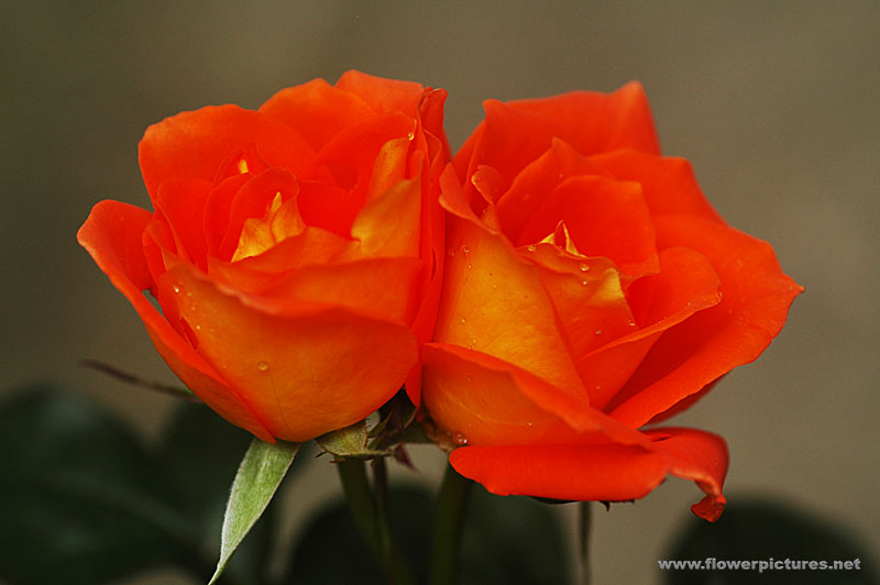 Artificial Flowers and Arrangements For Sale and Order: DOUBLE ROSES