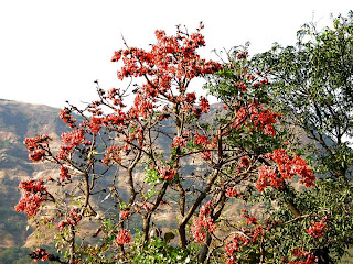astrology lalkitab: Nakshatra Vana Trees