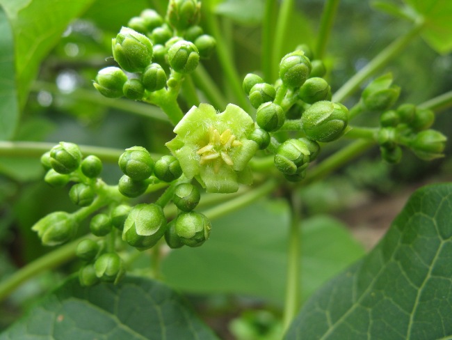 In A Reverie: #5. Some Poisonous Plants of India