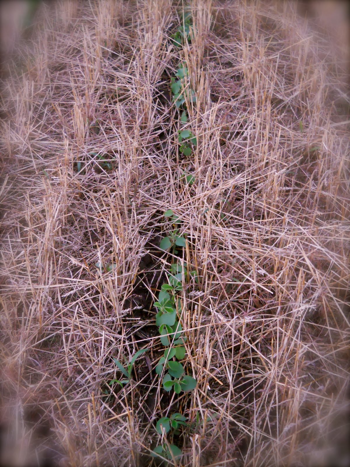 Prairie Flower Farm: Kansas Beauty and God's Heavens