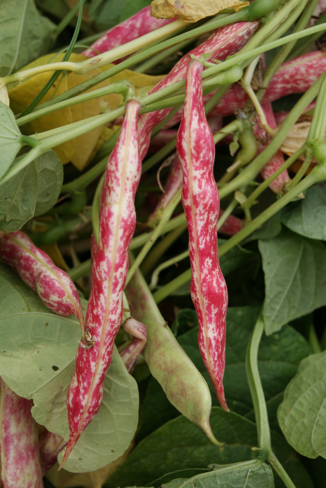 Rita´s Azorean Cuisine: Feijão Rajado