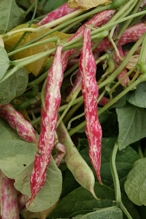 Rita´s Azorean Cuisine: Feijão Rajado
