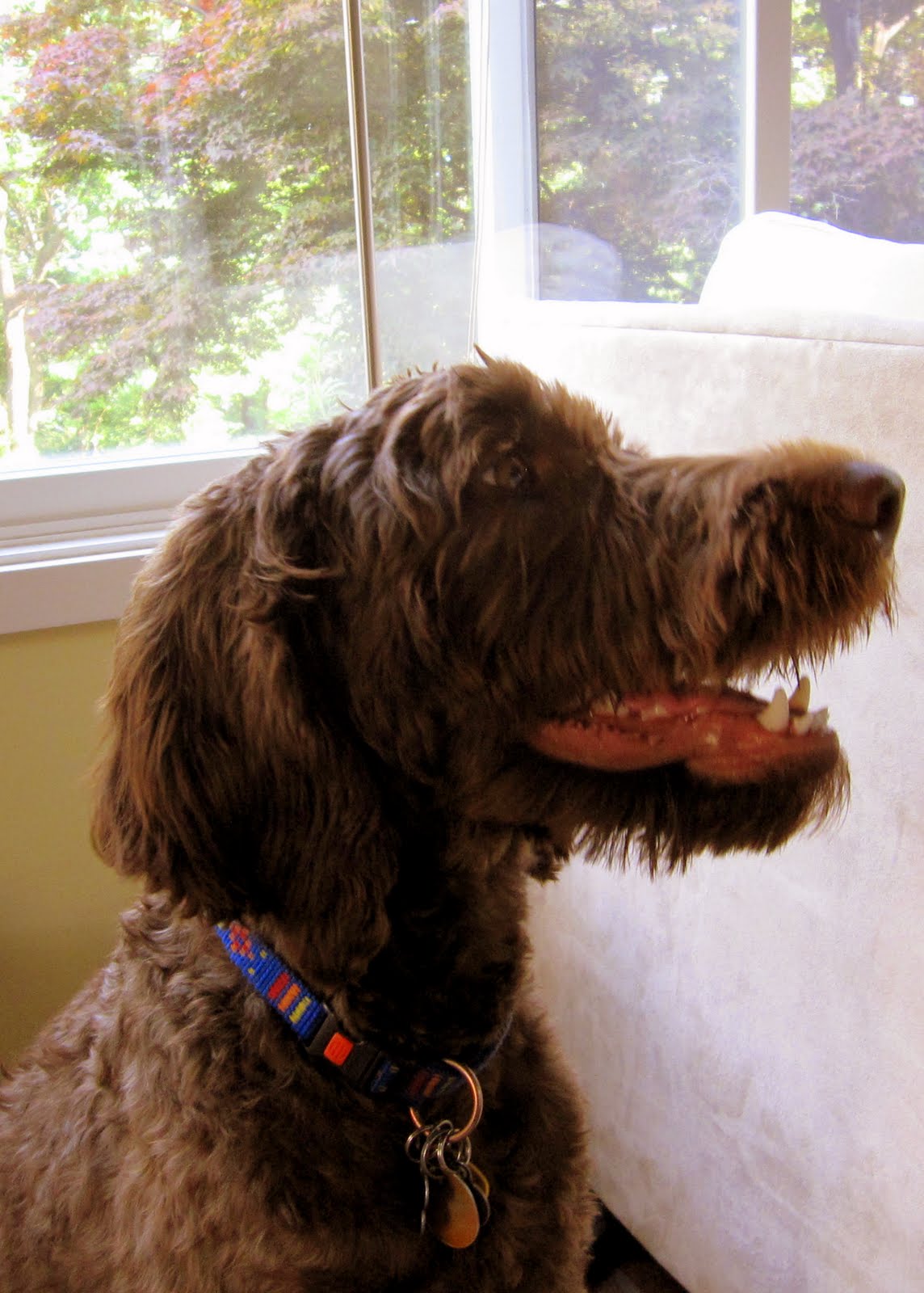 Zen Dog Training Blog: Otis the Goldendoodle.