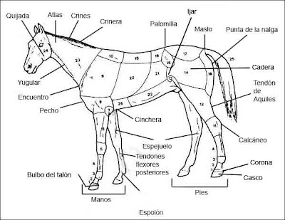 Algo sobre la hípica: Anatomia de un caballo