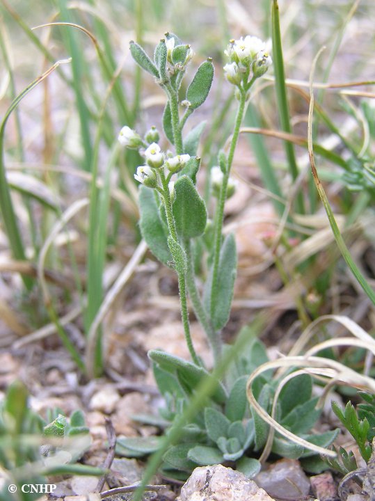 CNHP Blog: Site Profile: Grays Peak, Summit and Clear Creek Counties