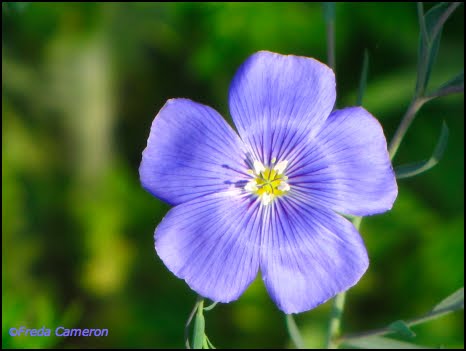 Defining Your Home, Garden and Travel: Flowers from Seeds