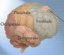 medicinamanonsolo: Cervello: Com'è Fatto