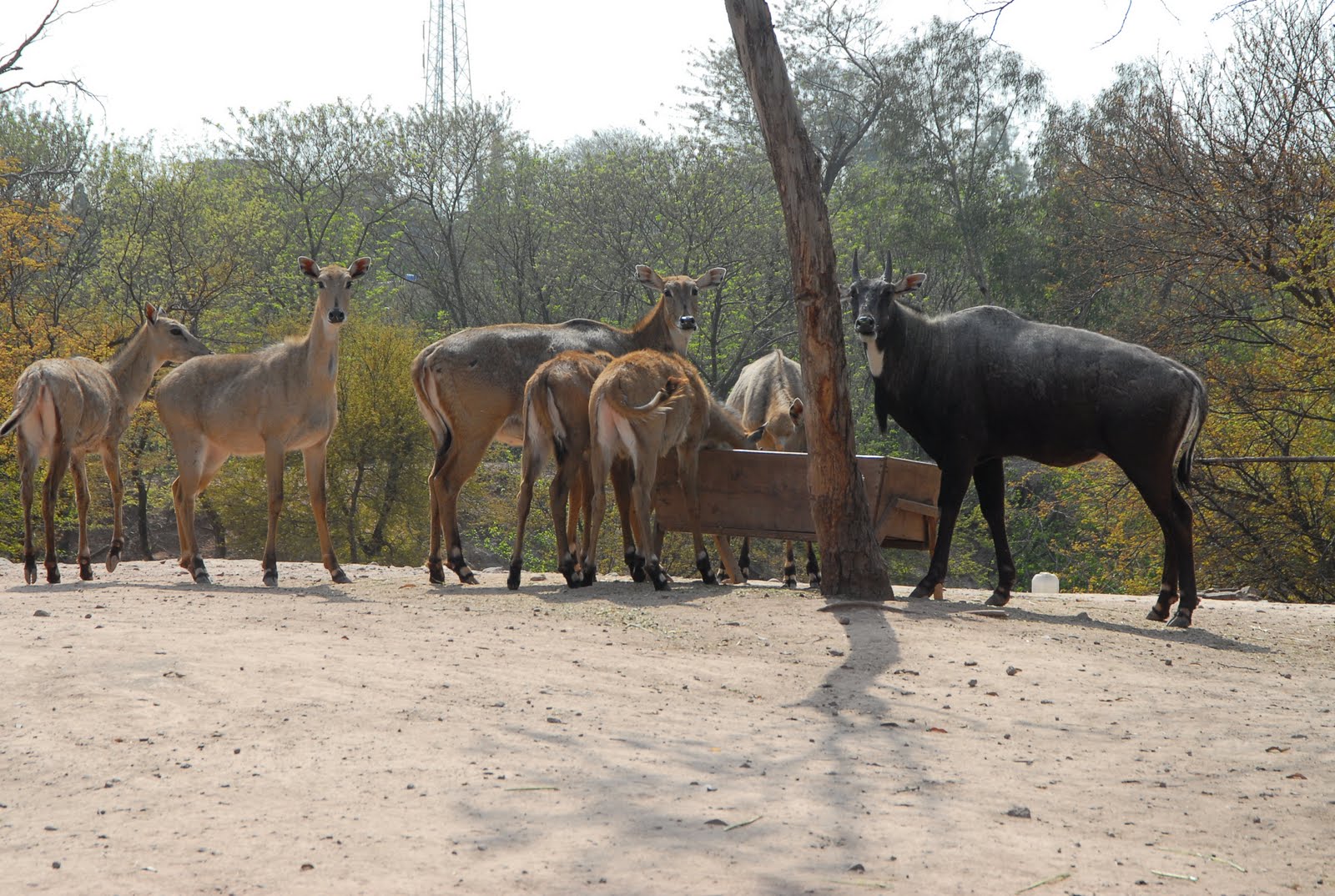Jungle World Theme Park & Zoo