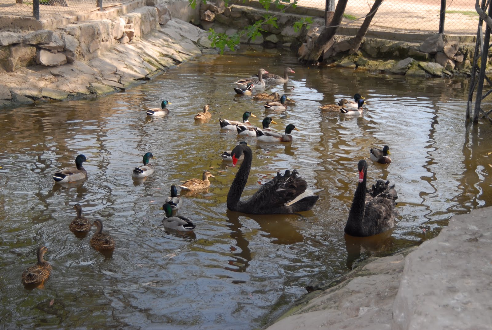 Jungle World Theme Park & Zoo