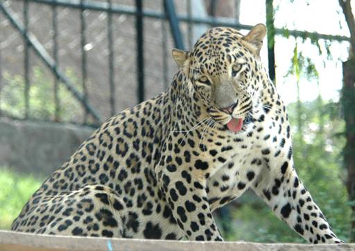 Jungle World Theme Park & Zoo