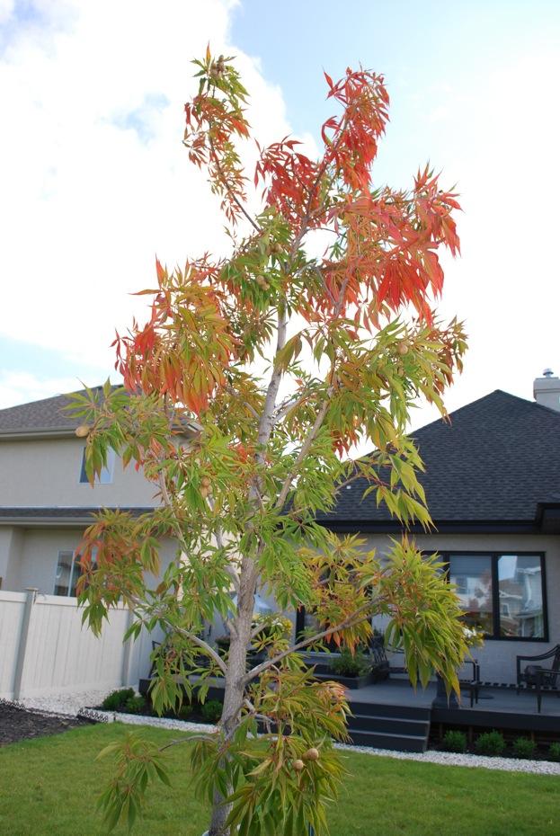 LIVING THE GARDENING LIFE: Spotlight on Ohio Buckeye
