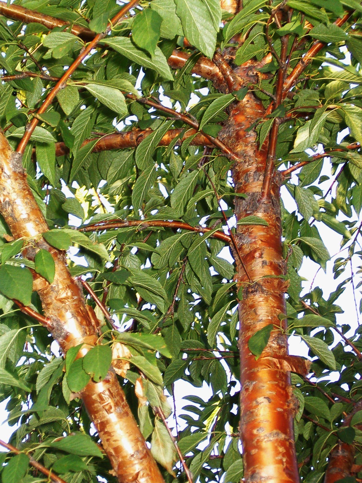 LIVING THE GARDENING LIFE: Ode to Trees