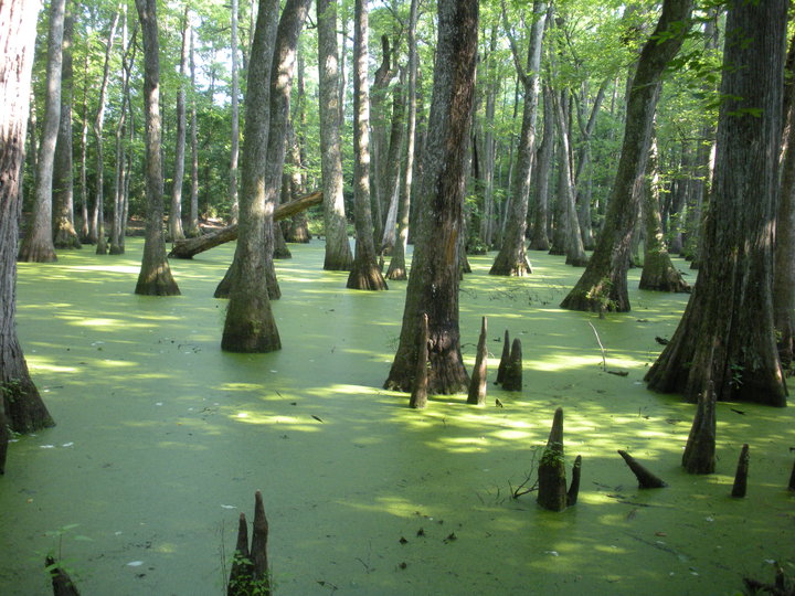 Swamp Living