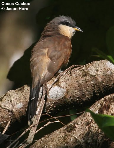 Amuse-gueule: July 2010