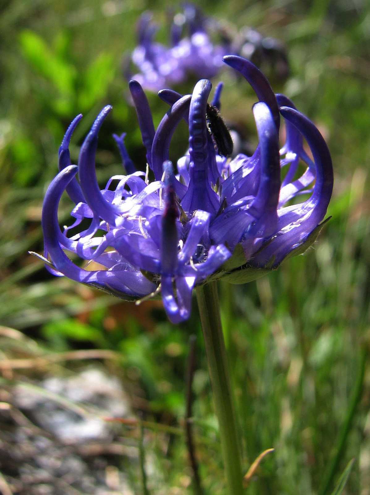 Ici présent: Fleurs des Pyrénées Orientales