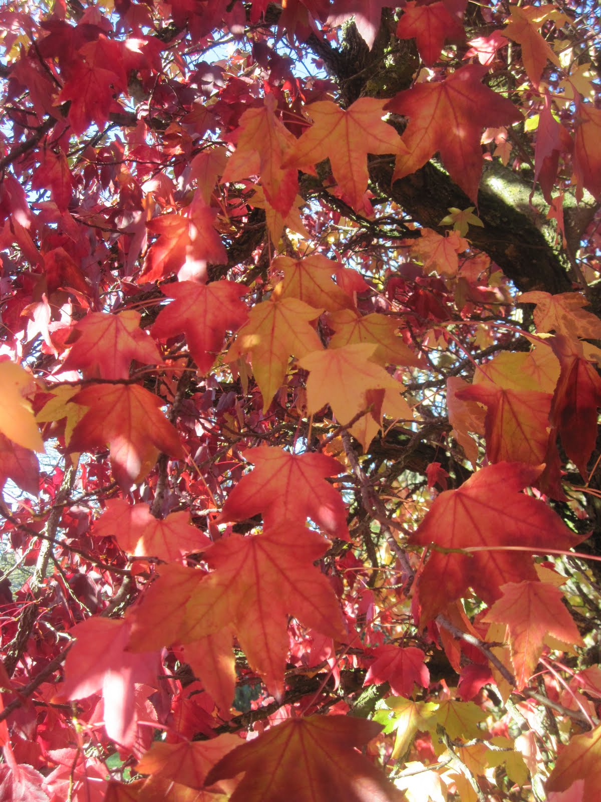 Where Beechmast Falls: Sparrow, Seed heads and Liquid Amber
