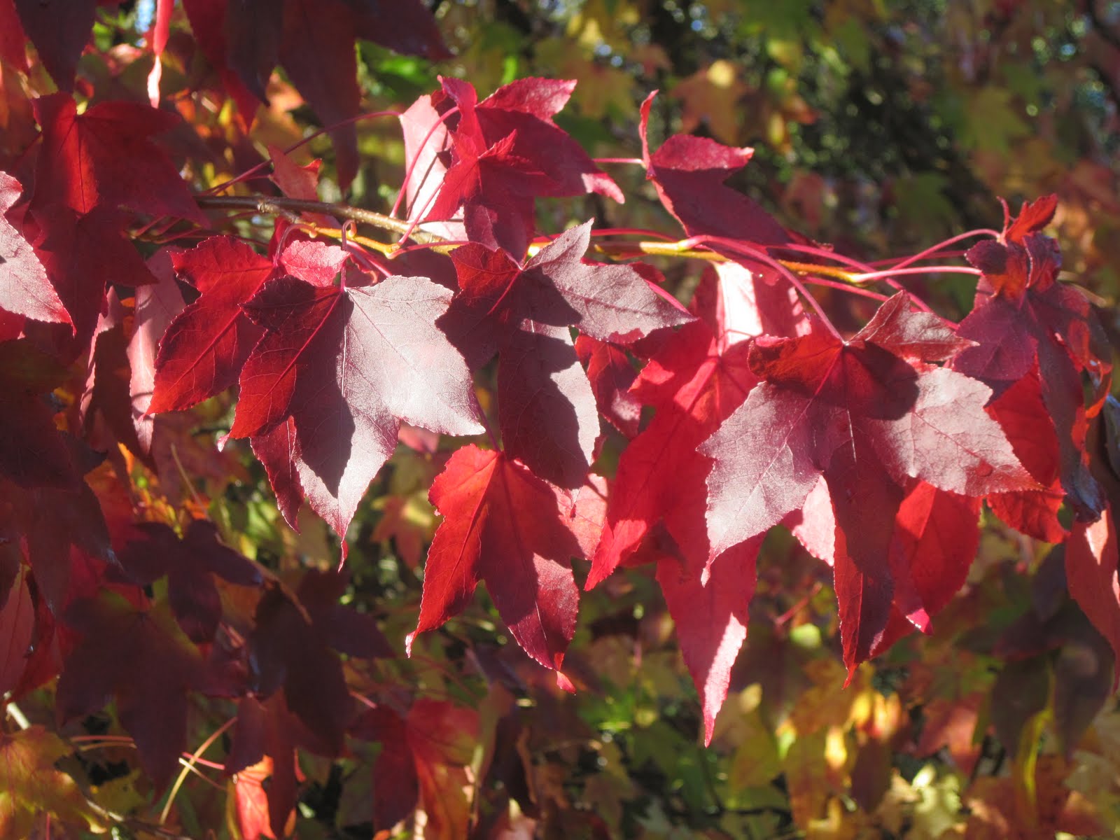 Where Beechmast Falls: Sparrow, Seed heads and Liquid Amber