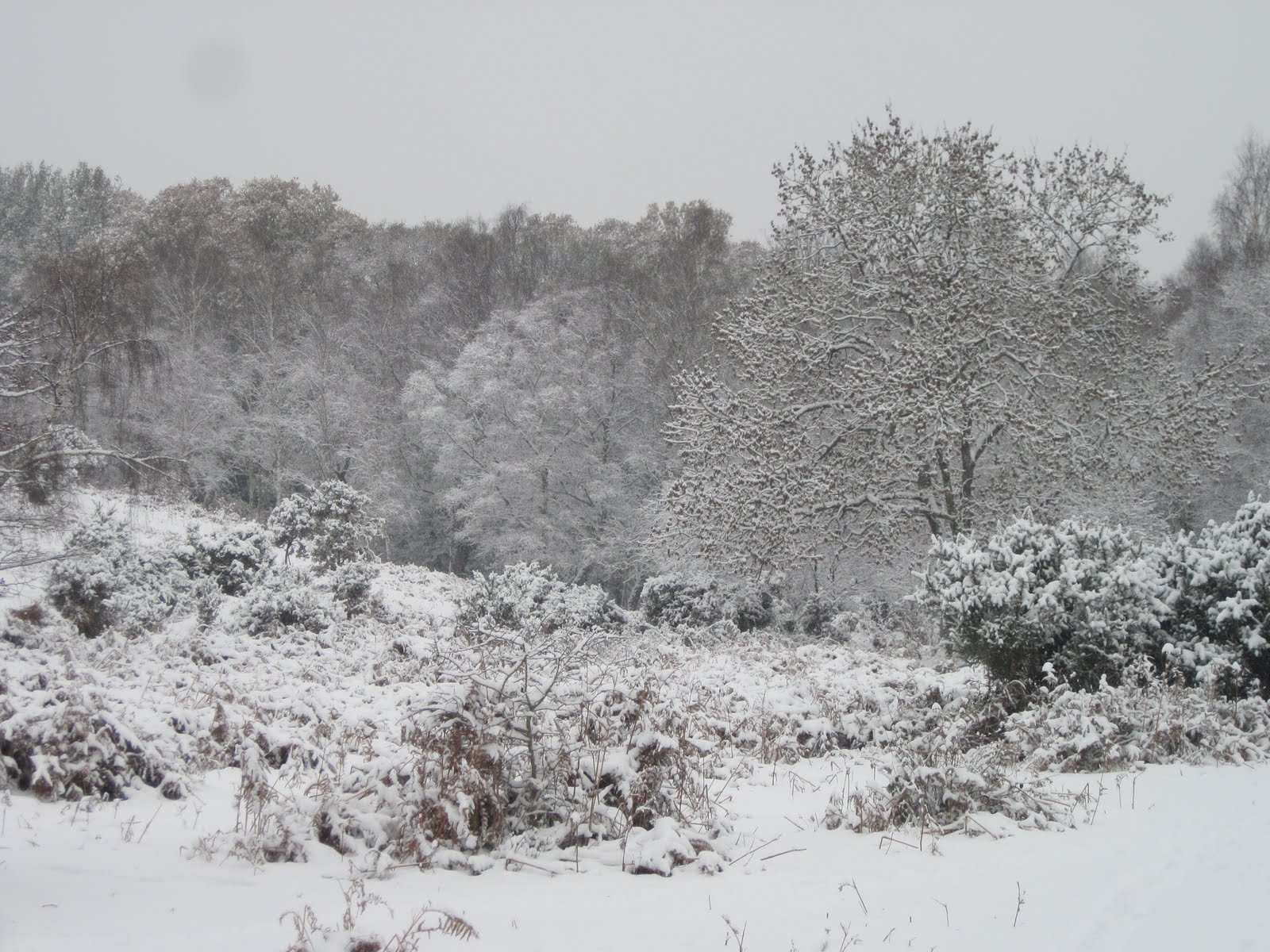 Where Beechmast Falls: `In the Wood` by Eileen Mathias, and Scenes from ...