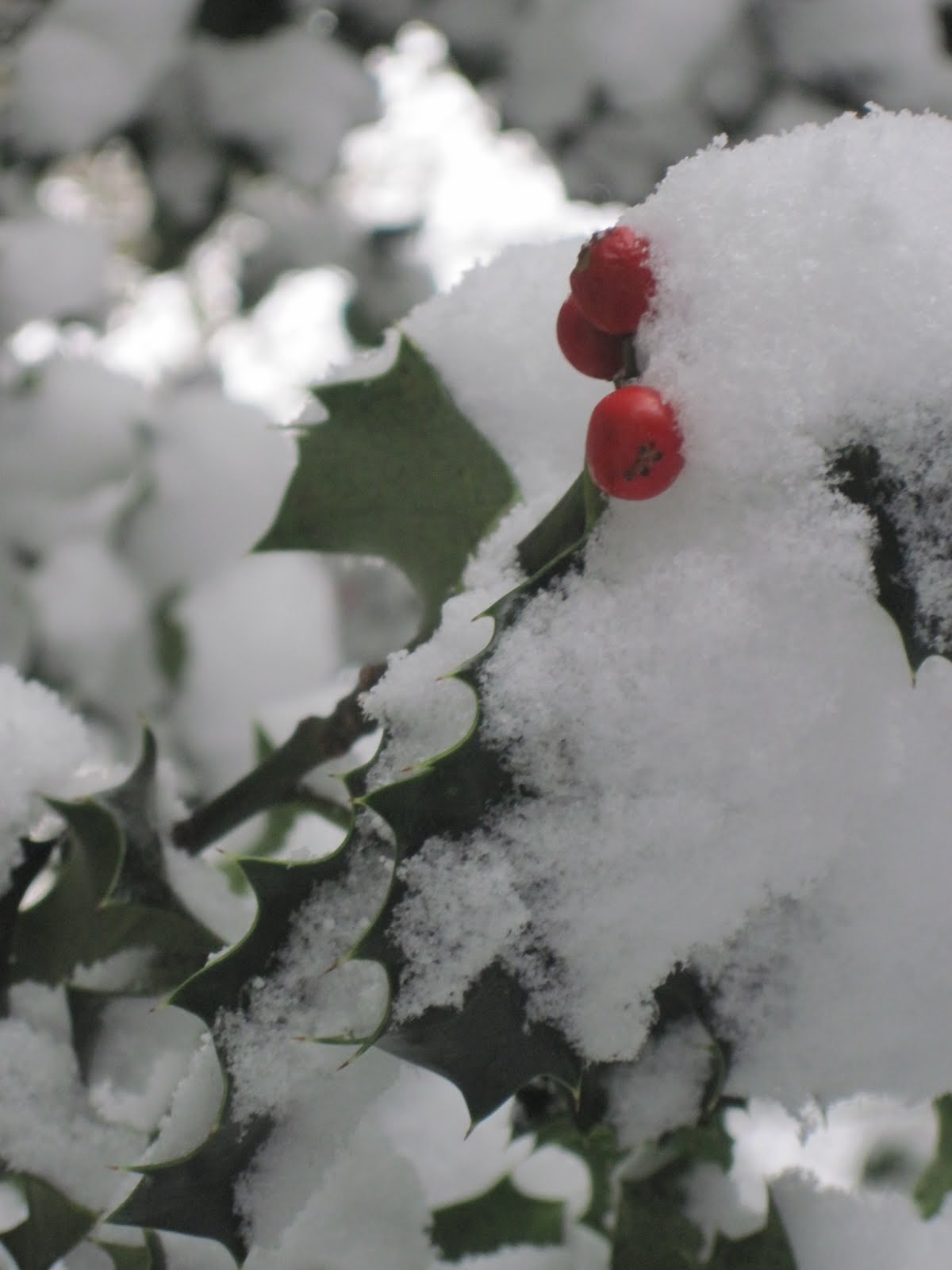 Where Beechmast Falls: `In the Wood` by Eileen Mathias, and Scenes from ...