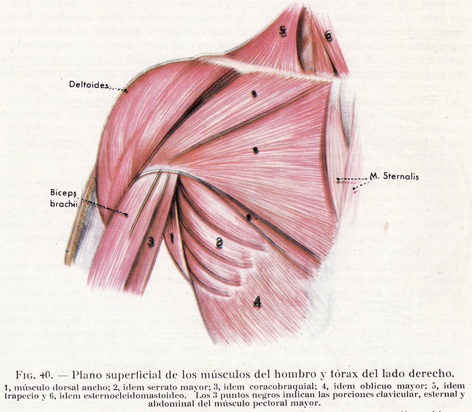La vida del deportista: Musculos que unen el miembro superior al tronco
