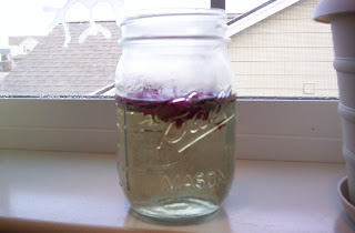 Almost Unschoolers: Poinsettia pH Paper - Christmas Science for Science ...