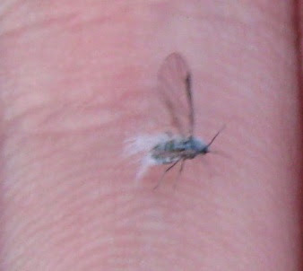 Almost Unschoolers: Fall Fairy (Bugs)