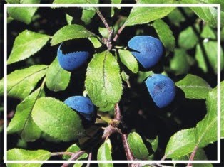 Saúde & Cura Pelos Alimentos: *FRUTAS - Abricó do Pará - Abrunhos