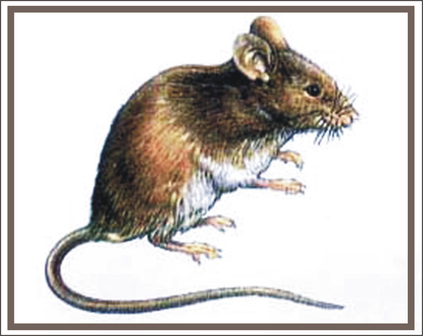 Saúde & Cura Pelos Alimentos: *Como eliminar o Ratos