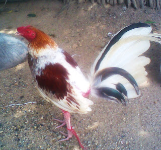GALLOSPASION